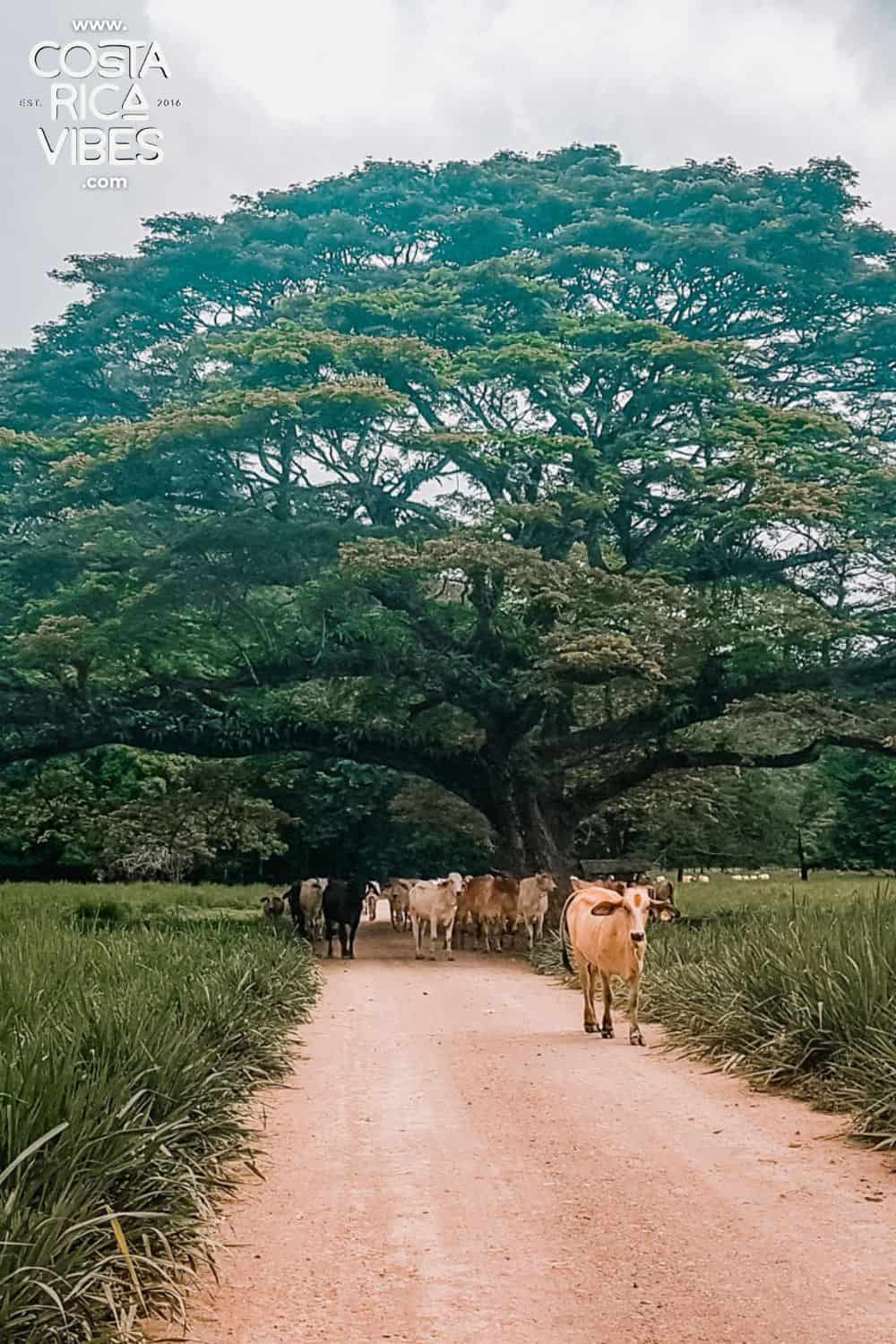 Paquera Costa Rica: Guide to This Ferry Landing Beach Town