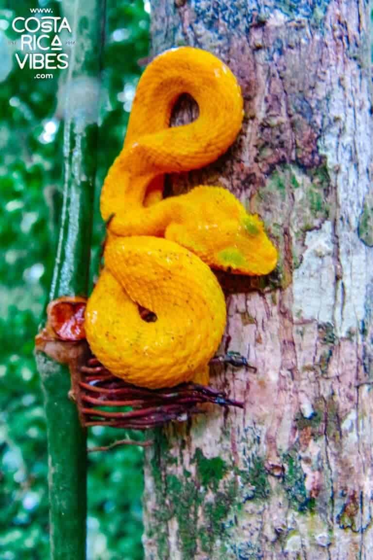 Cahuita Costa Rica: Guide to A Stunning Caribbean Beach Town