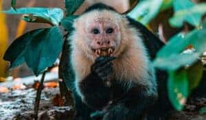 How to See All 4 Types of Monkeys in Costa Rica Up Close