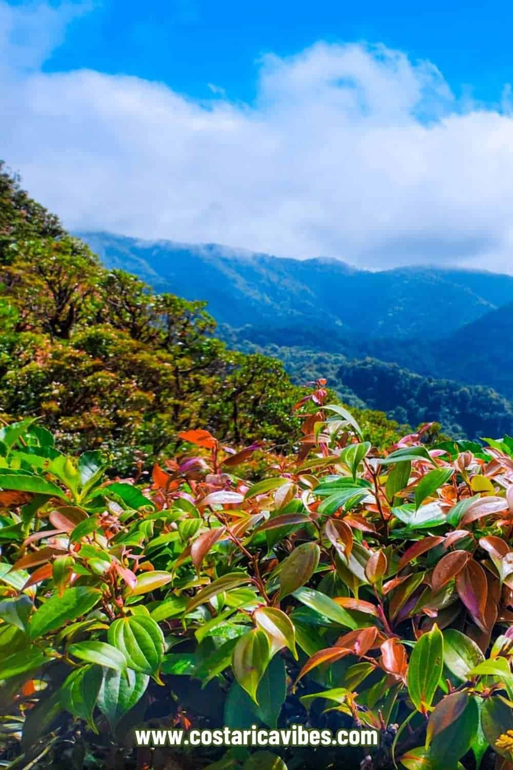 How to Visit Monteverde Cloud Forest Reserve in Costa Rica