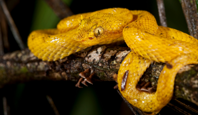 Costa Rica Snakes: How to Stay Safe & Where to See Them